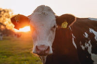 Bungay Butter | UK's Only Raw Cultured Farmhouse Butter | Fen Farm Dairy