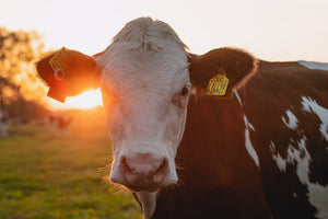 Bungay Butter | UK's Only Raw Cultured Farmhouse Butter | Fen Farm Dairy